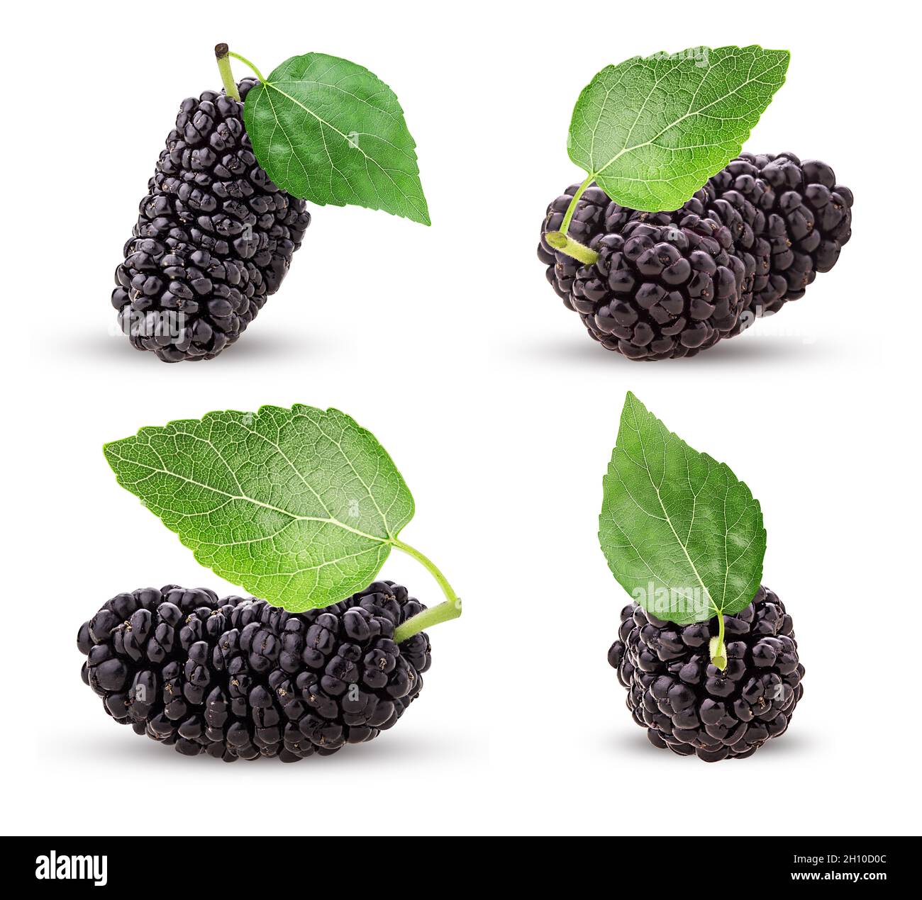 Set mulberry berry with leaf isolated on white background. Clipping ...