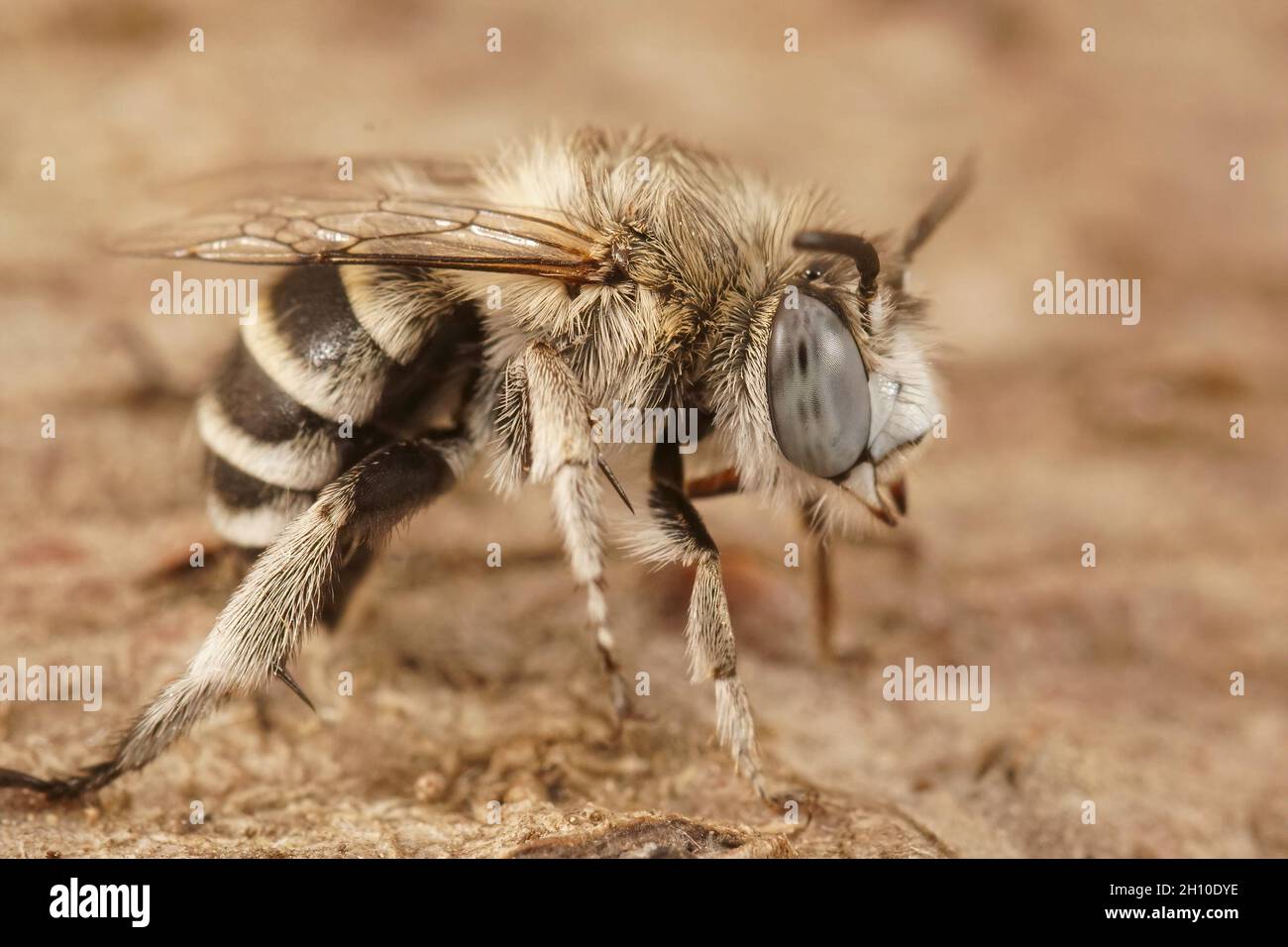 Amegilla hi-res stock photography and images - Alamy