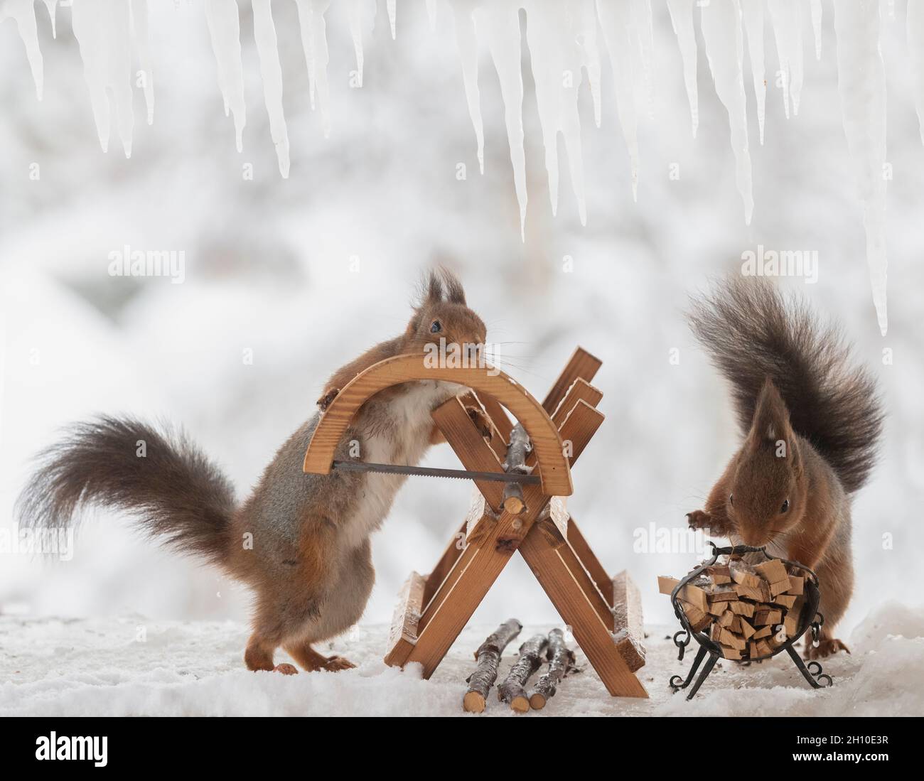 Red squirrel standing with a saw and saw block hi-res stock photography ...