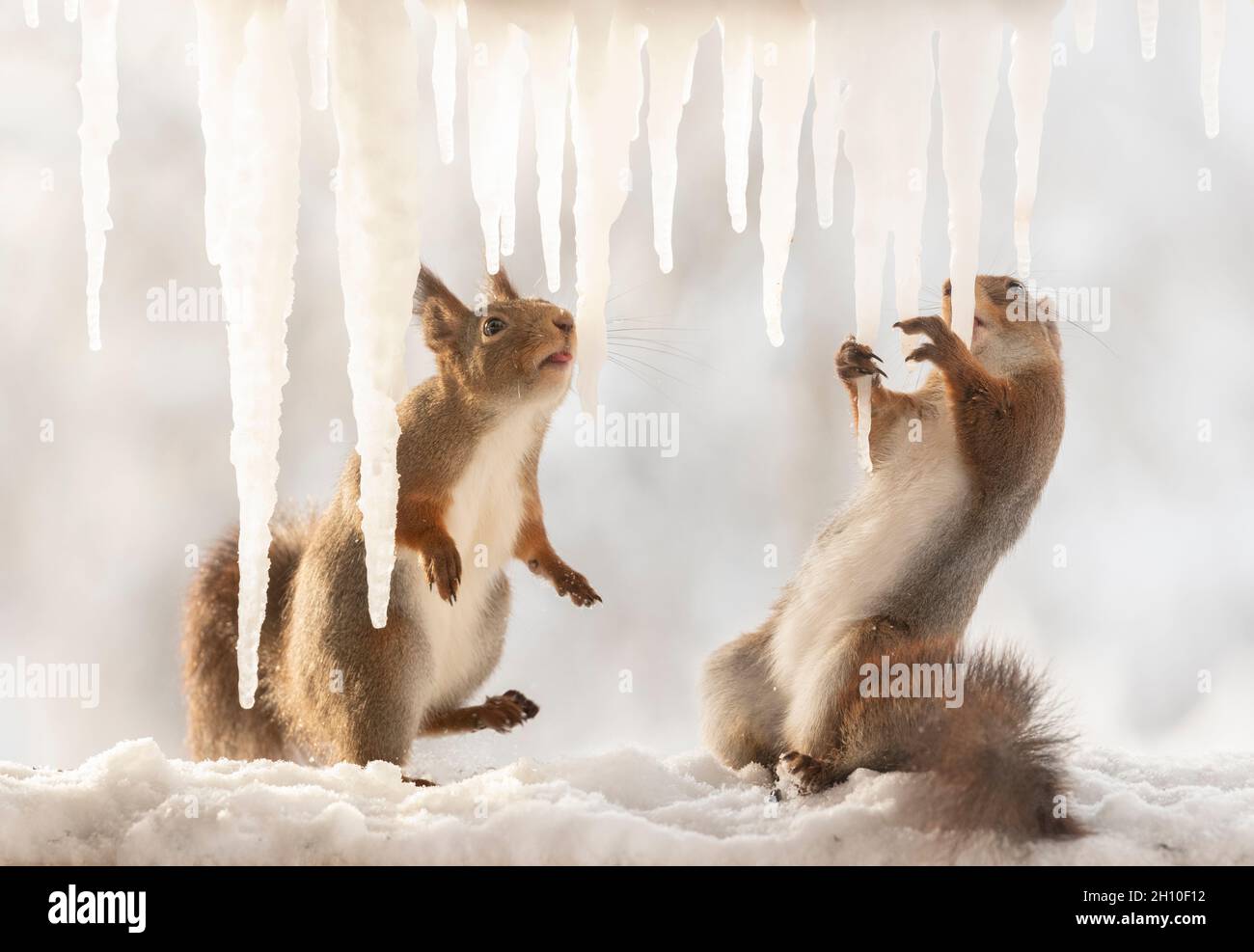 Squirrel tongue out hi-res stock photography and images - Alamy