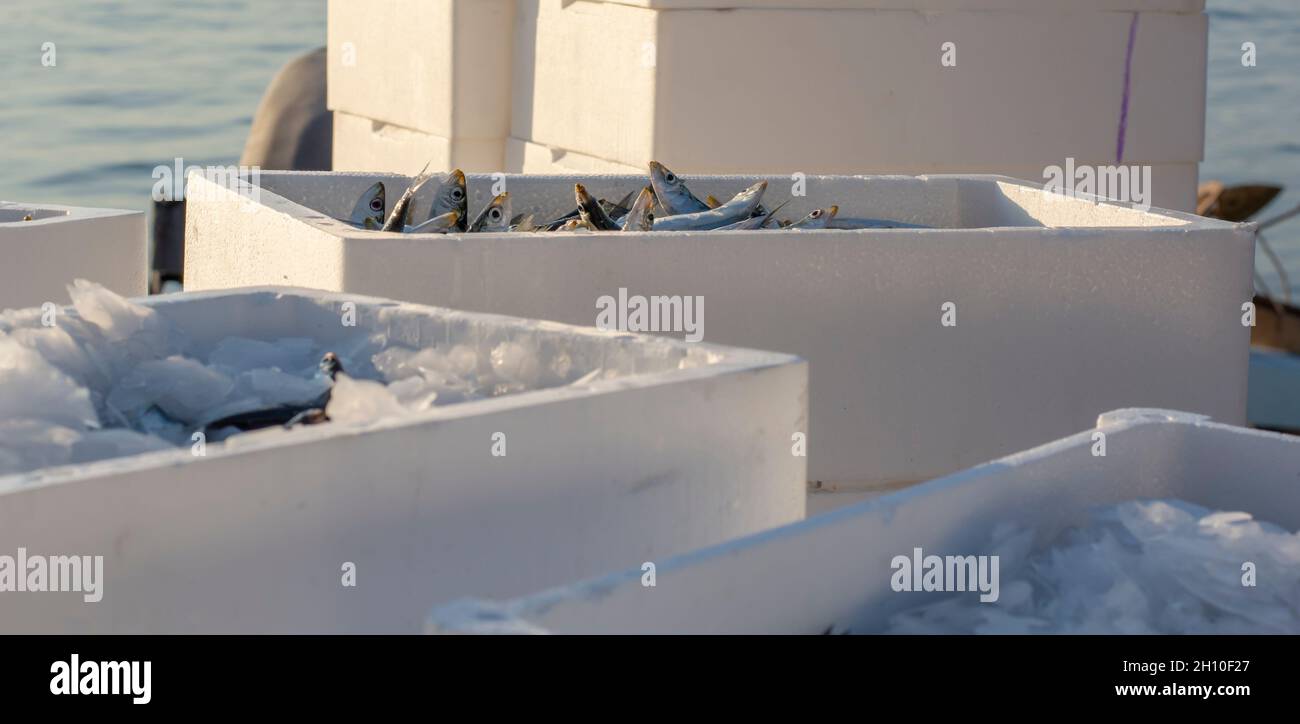 Fish lying in transportation styrofoam ice boxes ready for export Stock ...