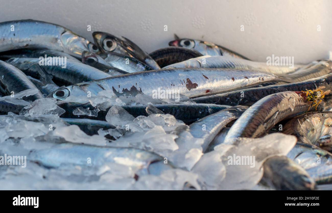 Fish lying in transportation styrofoam ice boxes ready for export Stock ...