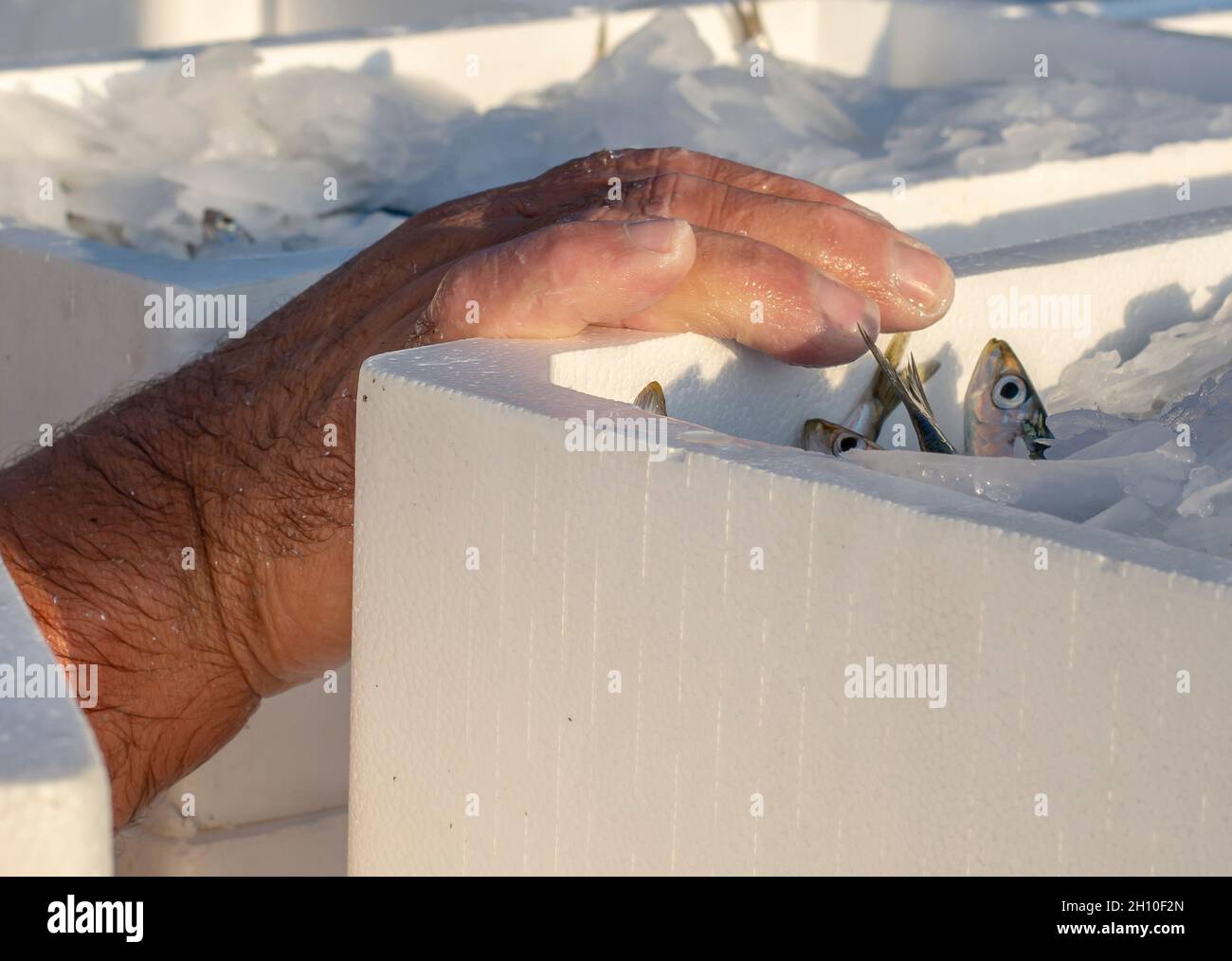 Fish lying in transportation styrofoam ice boxes ready for export Stock ...