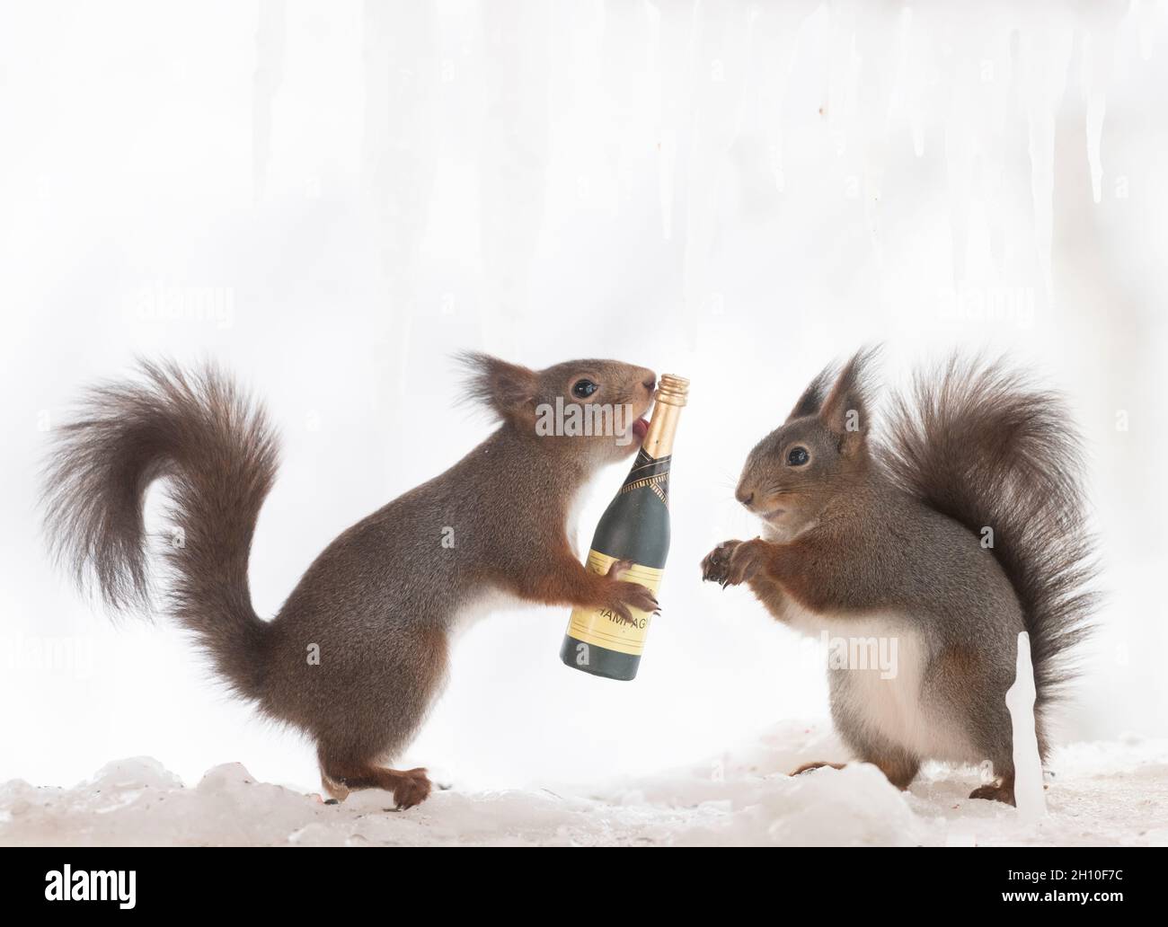 Squirrel Drinking Wine