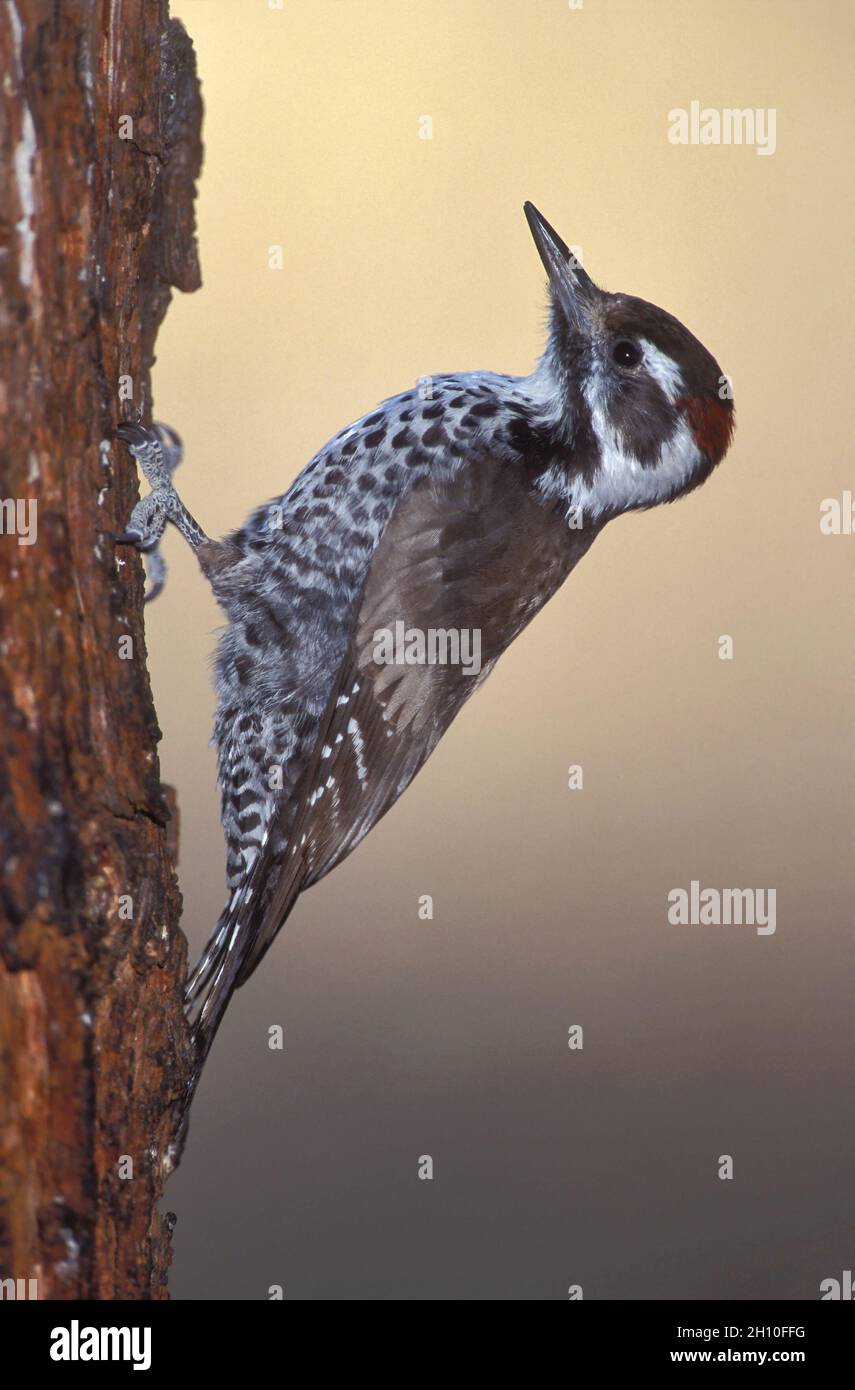 Arizona Woodpecker - Picoides arizonae - Adult male Stock Photo - Alamy