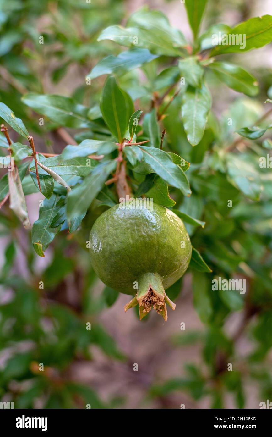 Green unripe pomegranate fruit (Punica granatum) on the branch Stock ...