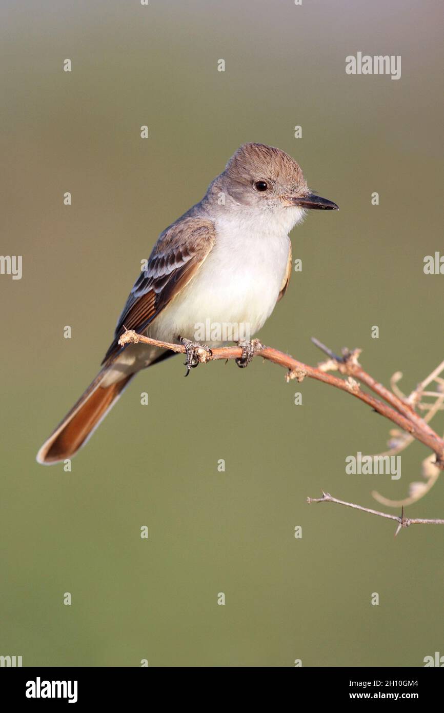 Ash-throated Flycatcher Myiarchus cinerascens Stock Photo - Alamy
