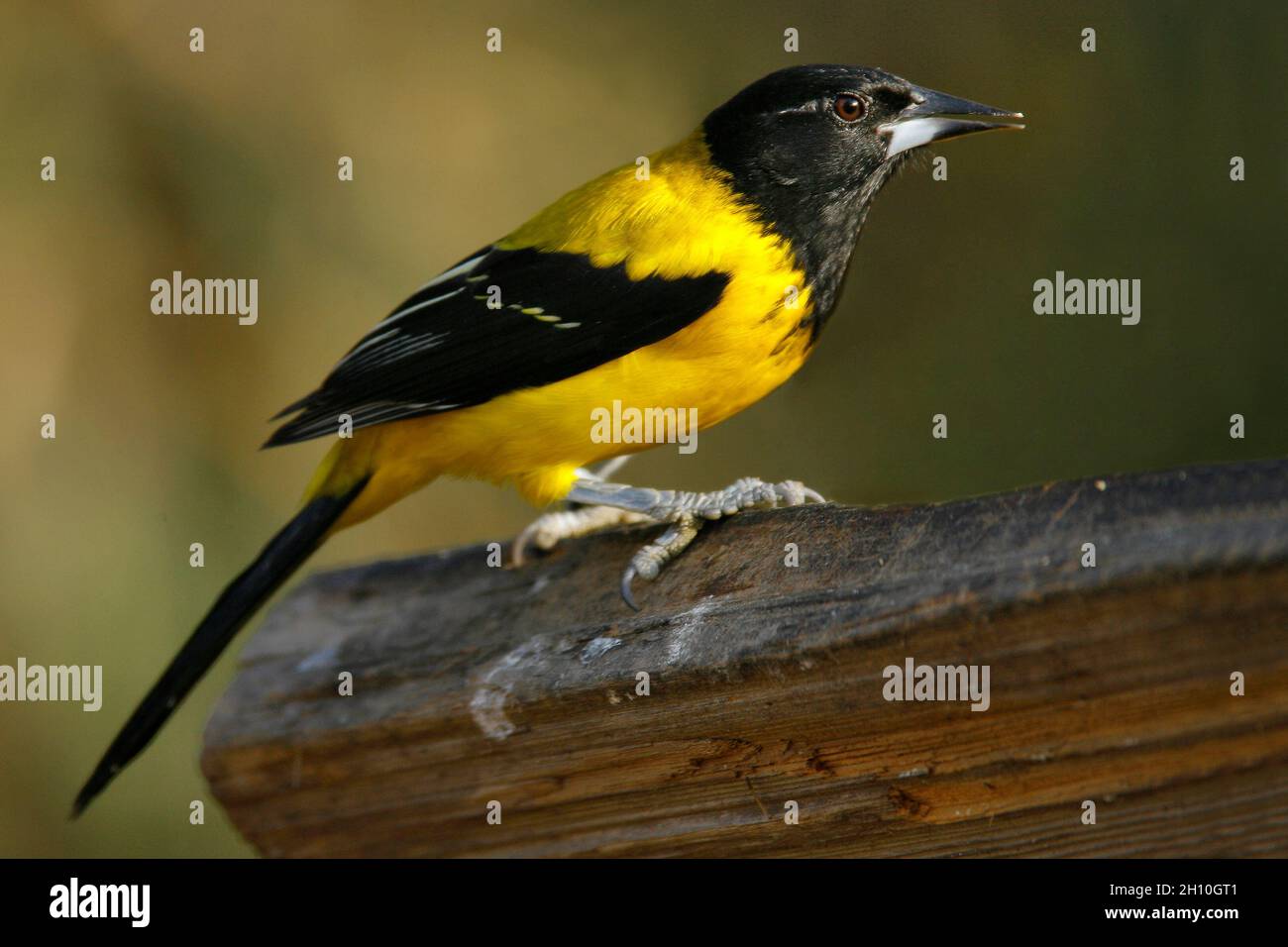 Audubon's Oriole - Icterus graduacauda - Adult Stock Photo - Alamy