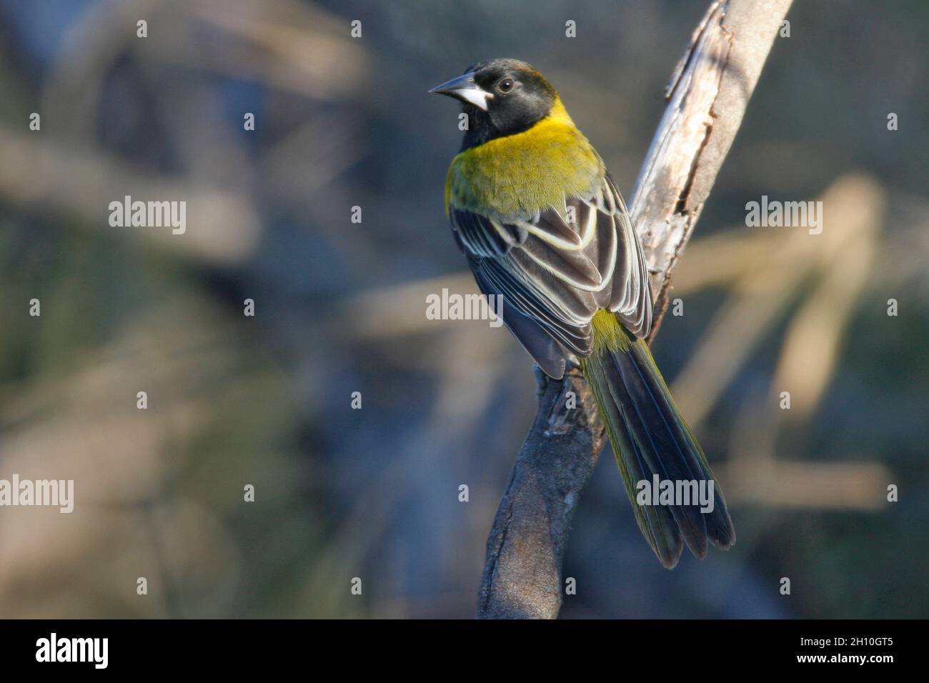 Audubon's Oriole - Icterus graduacauda - Adult Stock Photo - Alamy