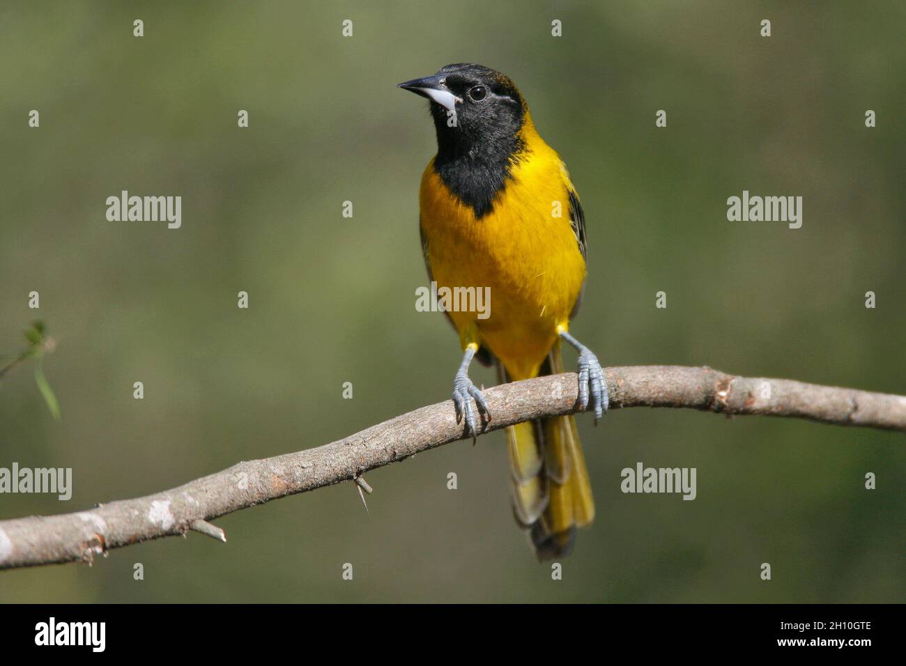 Audubon's Oriole - Icterus graduacauda - Adult Stock Photo - Alamy