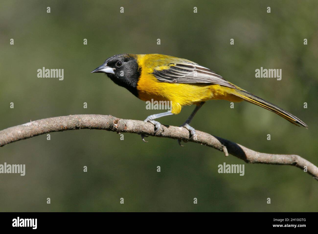 Graduacauda hi-res stock photography and images - Alamy