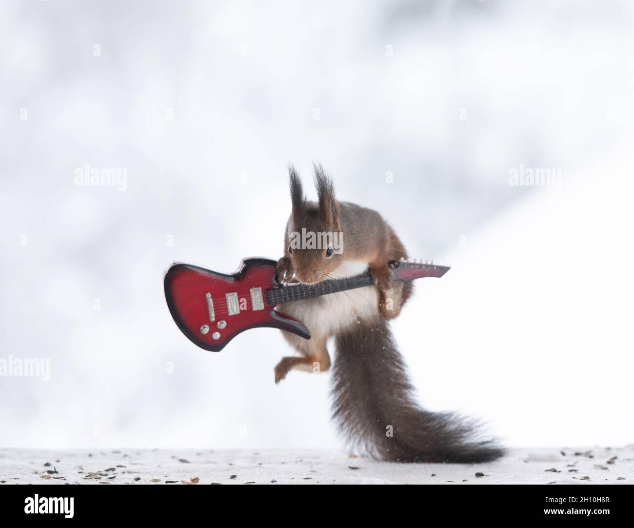 Squirrel with guitar hi-res stock photography and images - Alamy