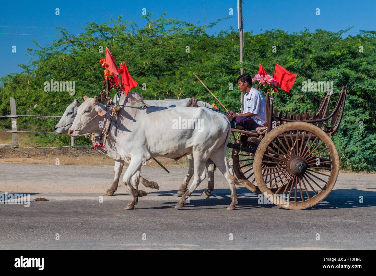 Bull pulling cart hi-res stock photography and images - Alamy