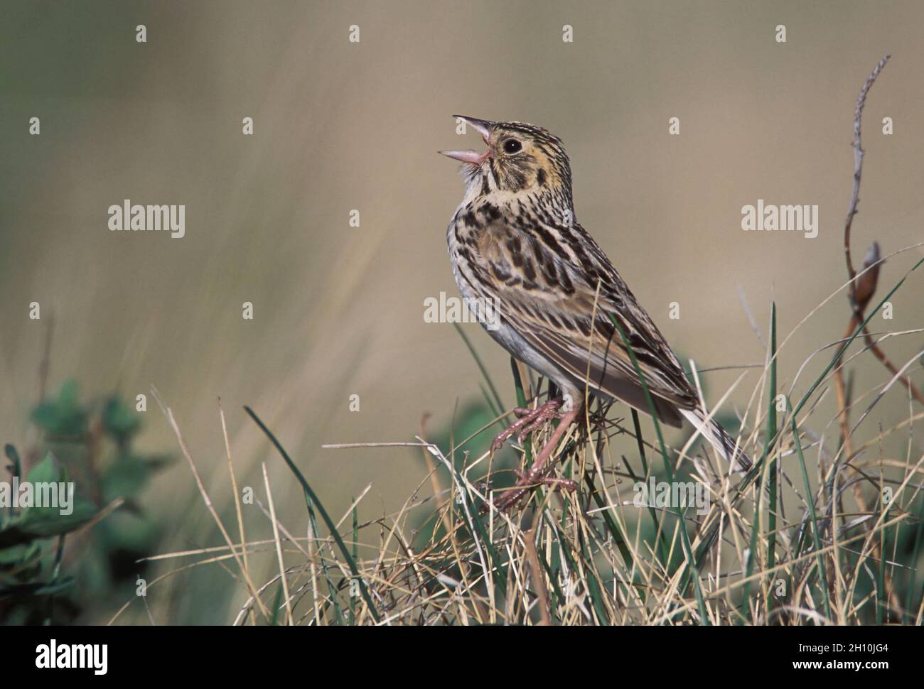 Baird's Sparrow - Passerculus bairdii Stock Photo - Alamy