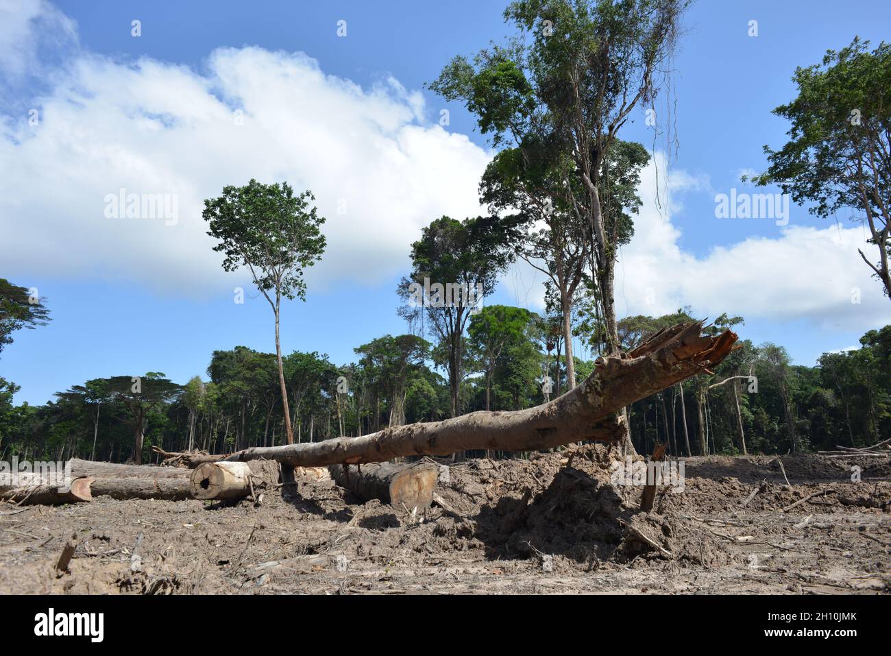 Amazon rainforest deforestation hi-res stock photography and images - Alamy