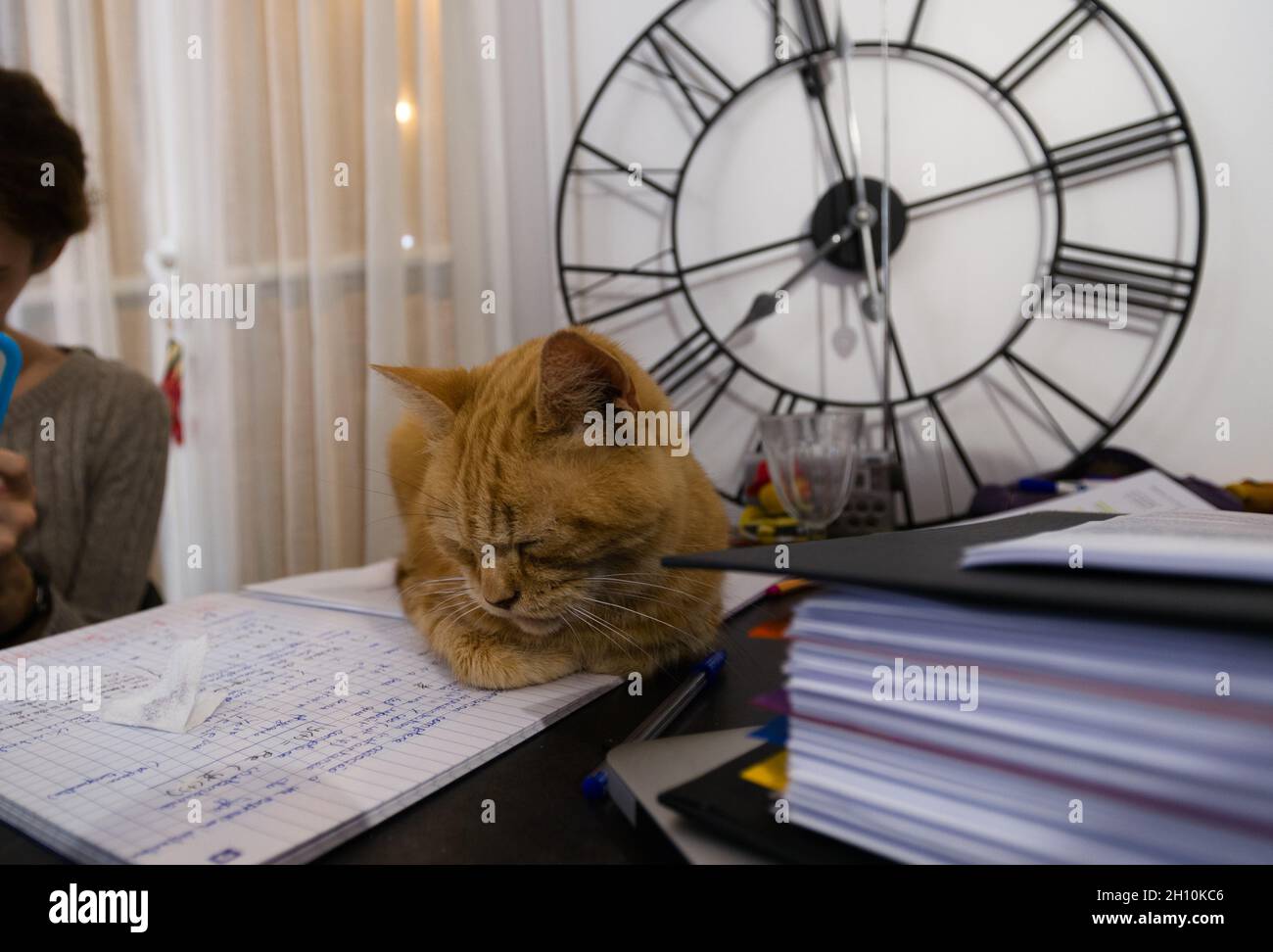 A brown cat is sleeping, quietly lying on a notebook next to a young ...