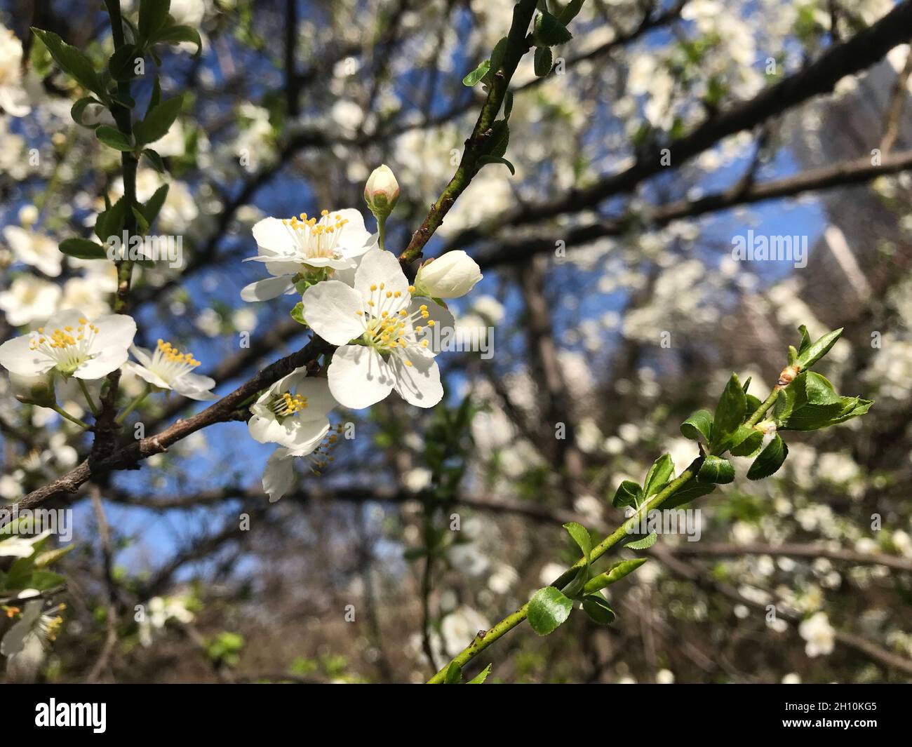 The flower flora on Bosnian mountains, part 2 Stock Photo - Alamy