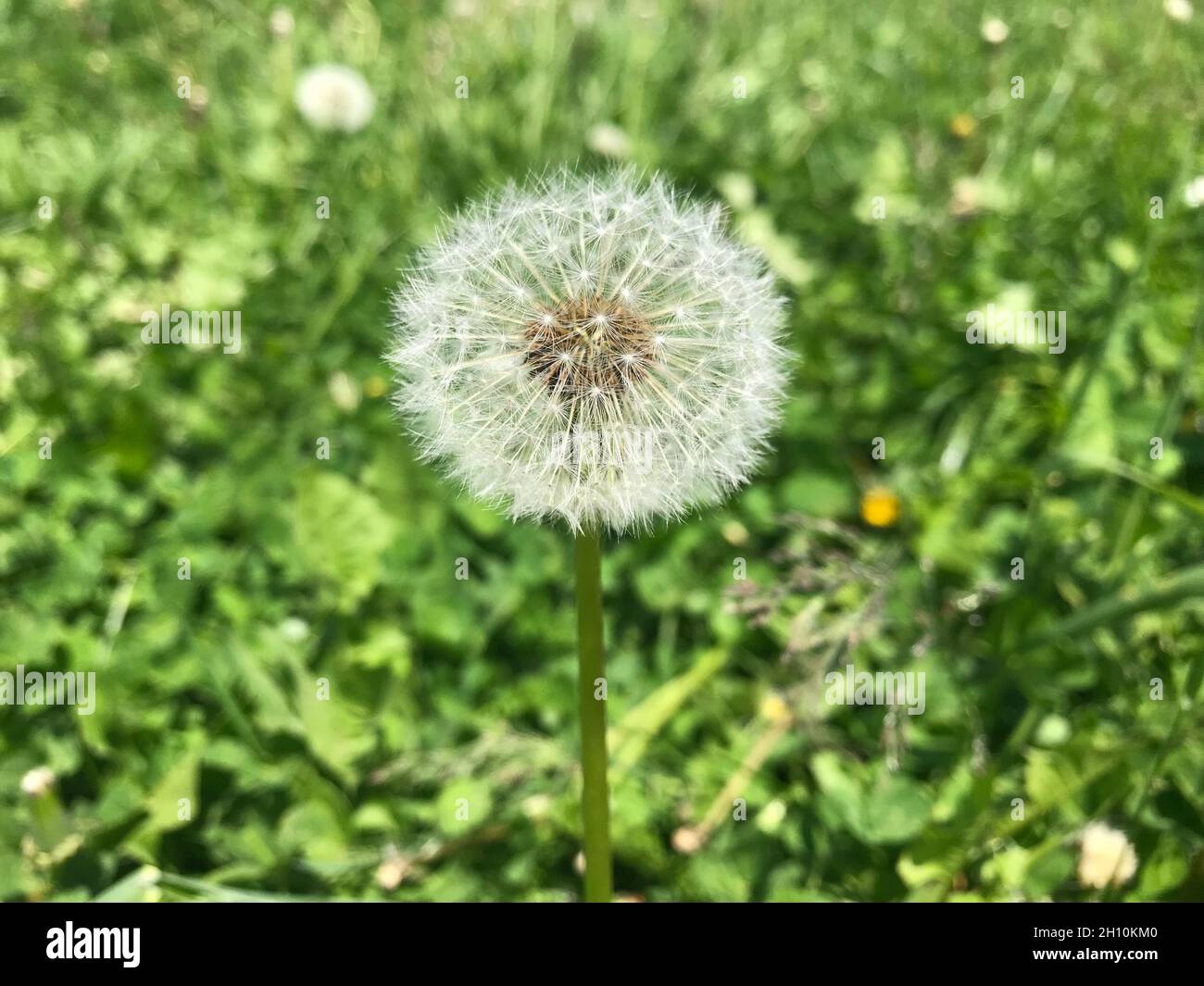 The flower flora on Bosnian mountains, part 2 Stock Photo - Alamy