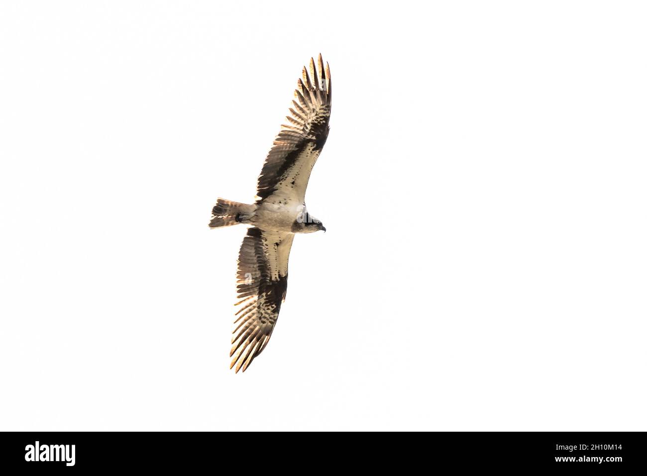 Sky flying fish Cut Out Stock Images & Pictures - Alamy