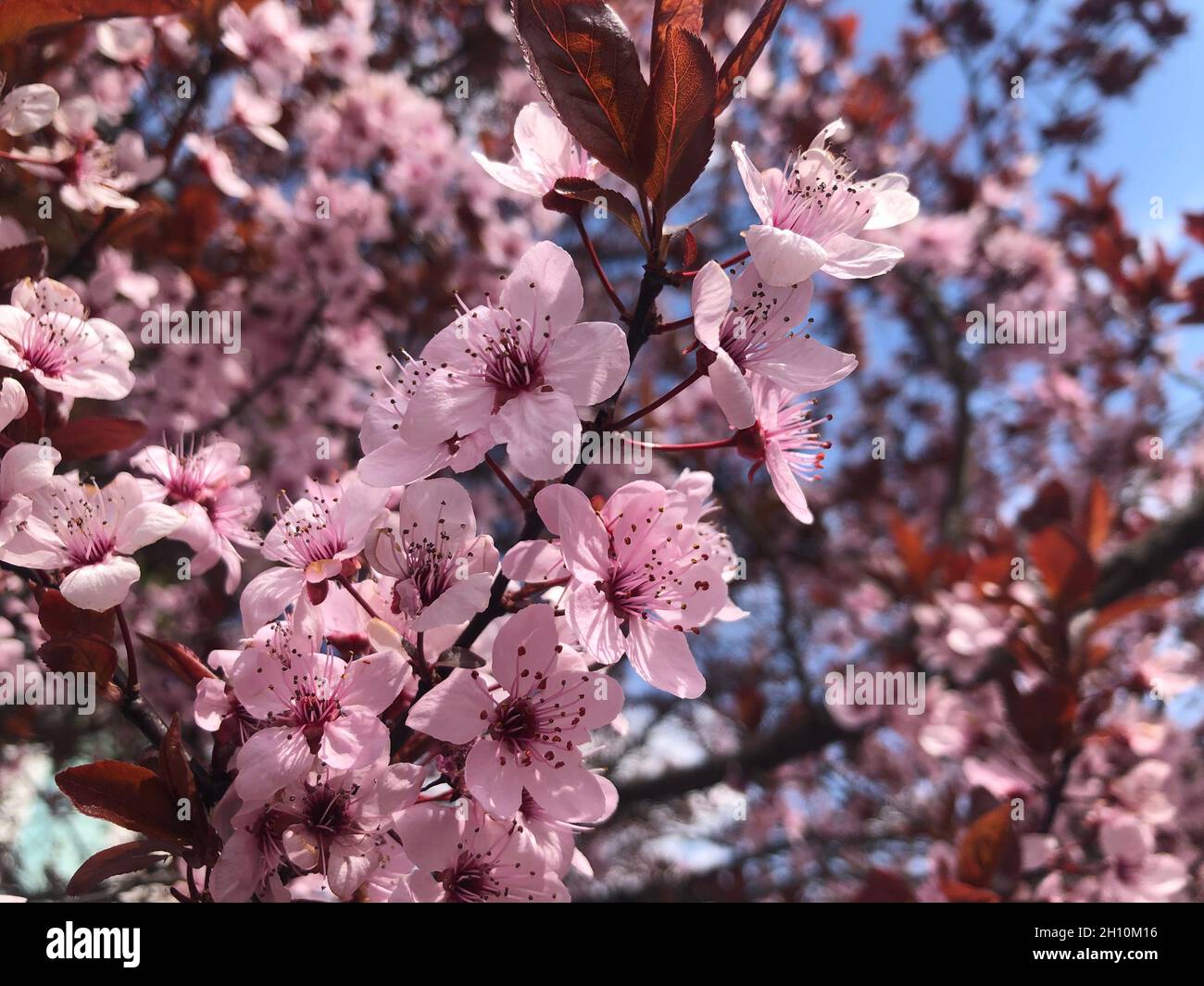 The flower flora on Bosnian mountains, part 2 Stock Photo - Alamy