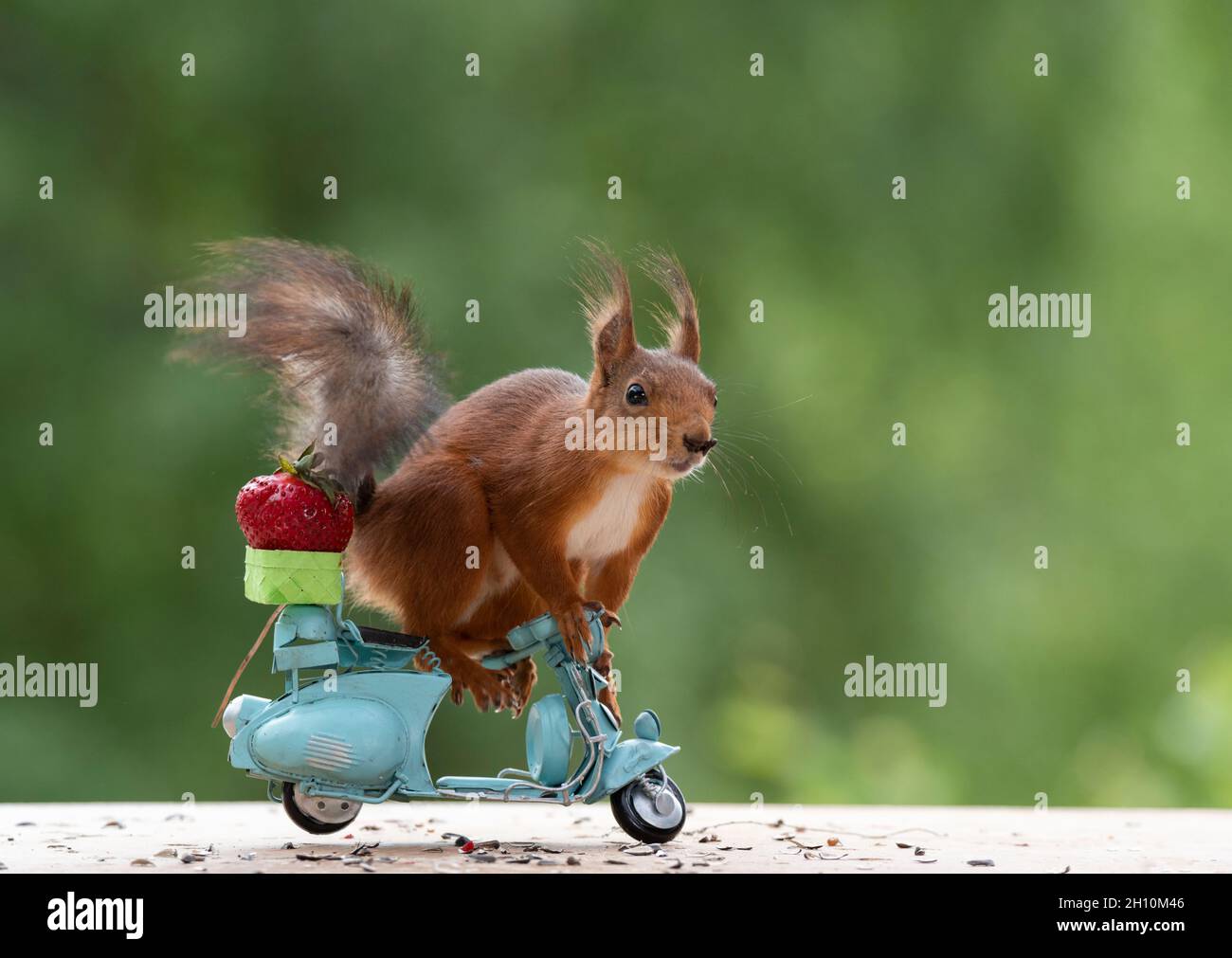 Red squirrel is sitting on an cycle hi-res stock photography and images ...