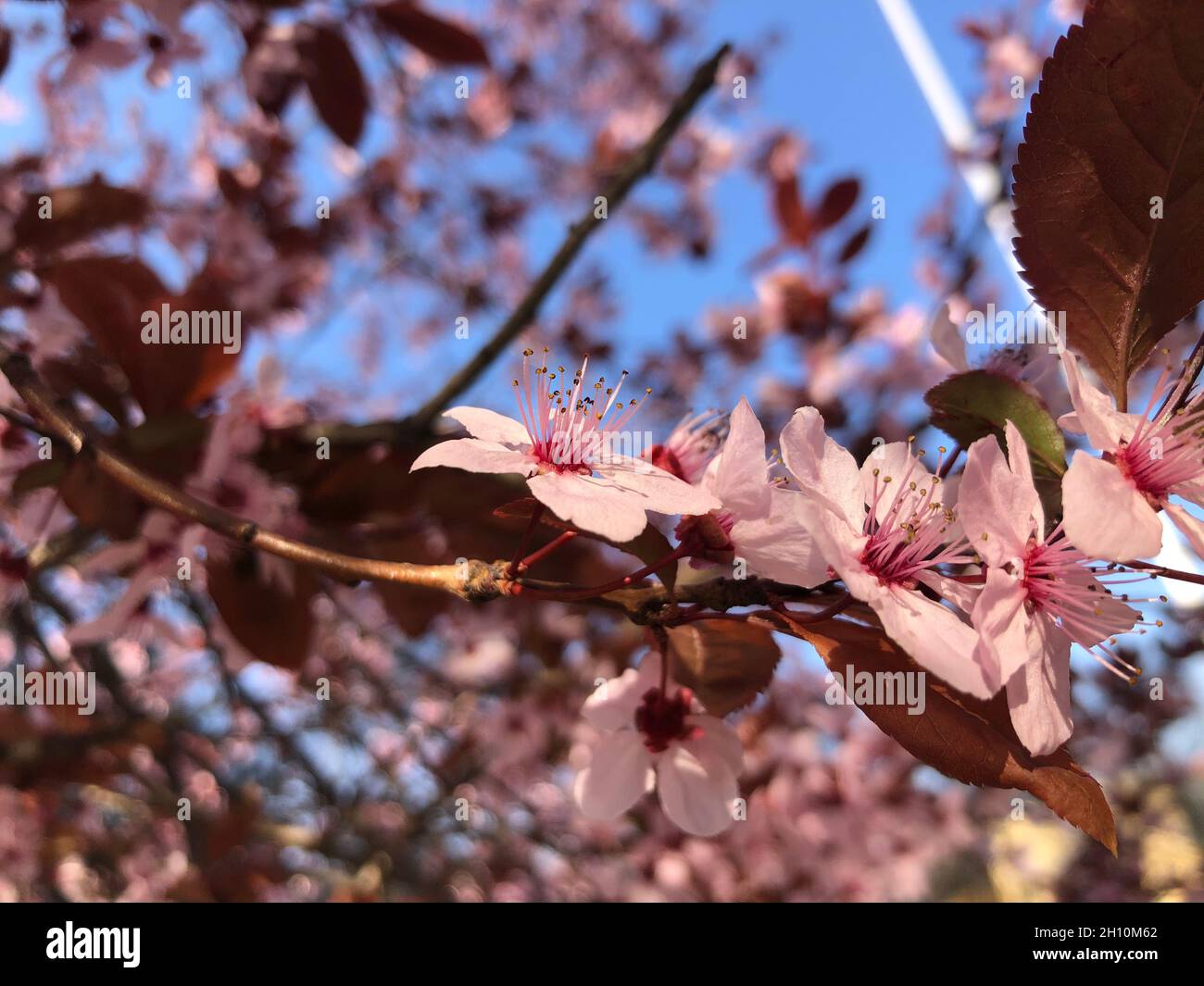 The flower flora on Bosnian mountains, part 2 Stock Photo - Alamy
