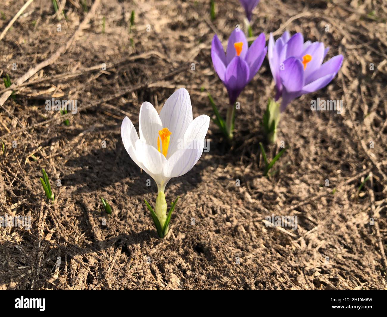 The flower flora on Bosnian mountains, part 2 Stock Photo - Alamy