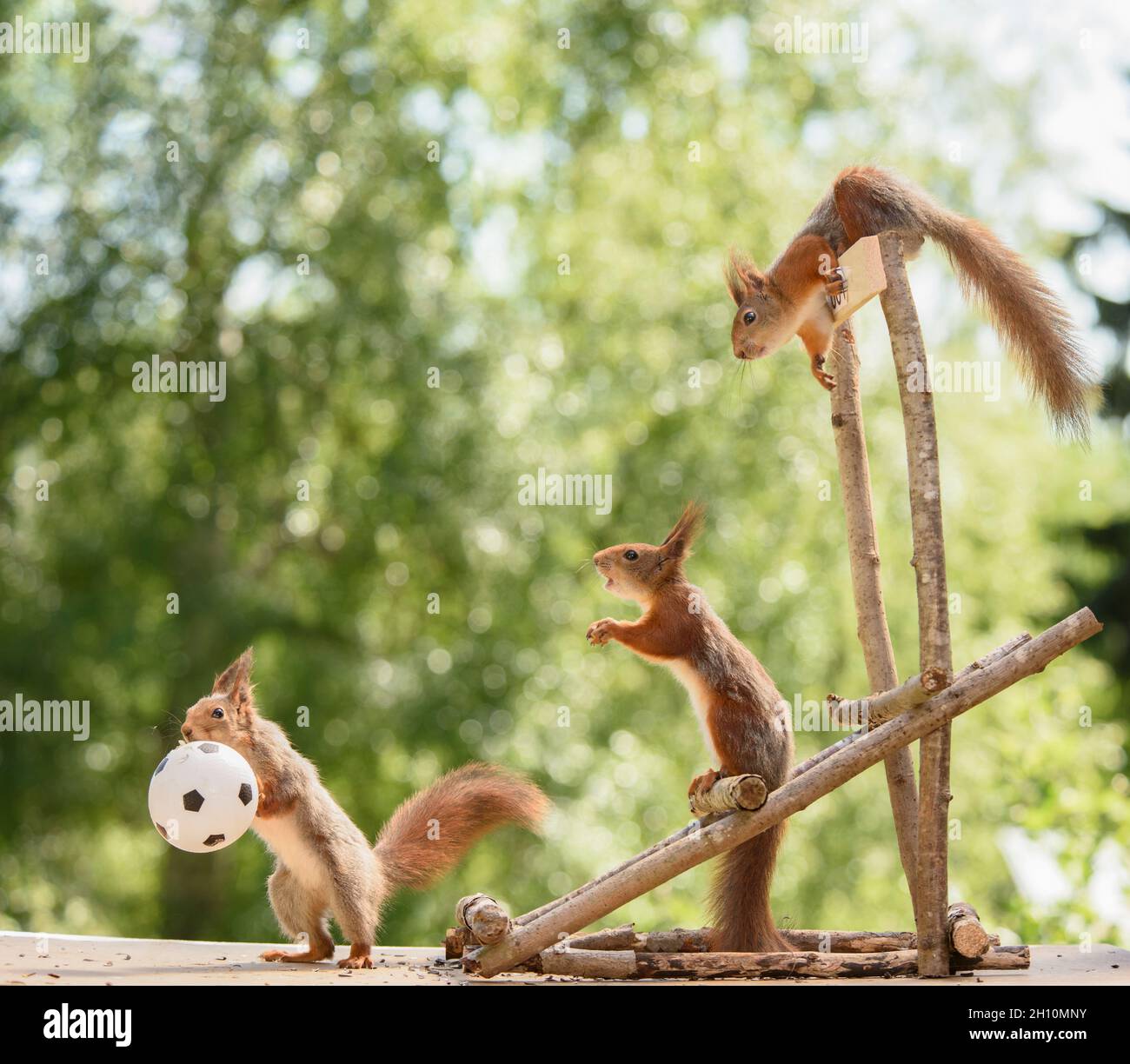 red squirrels is standing with a ball in a stadium Stock Photo - Alamy