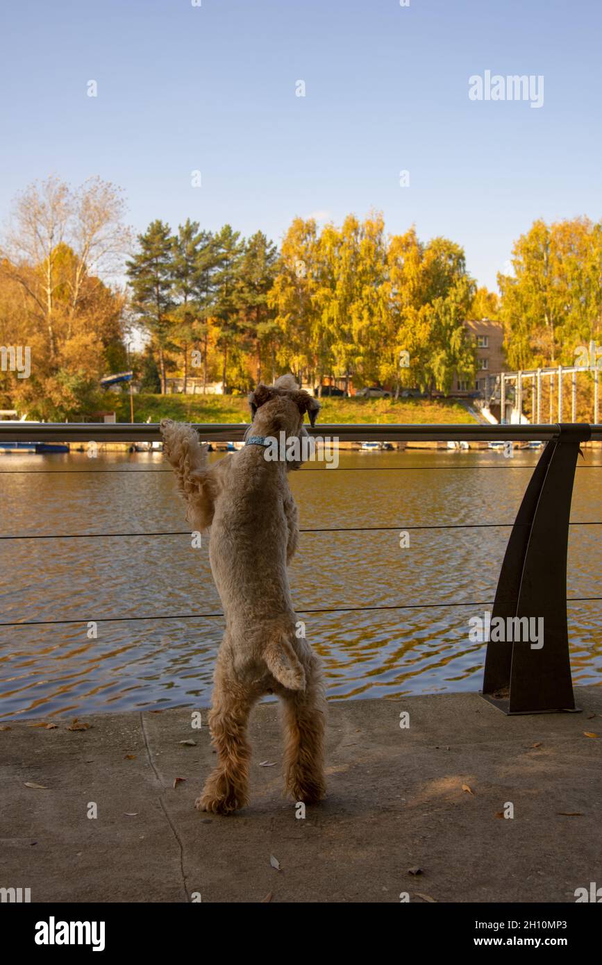 Irish soft coated wheaten terrier. A fluffy dog leans on the parapet ...