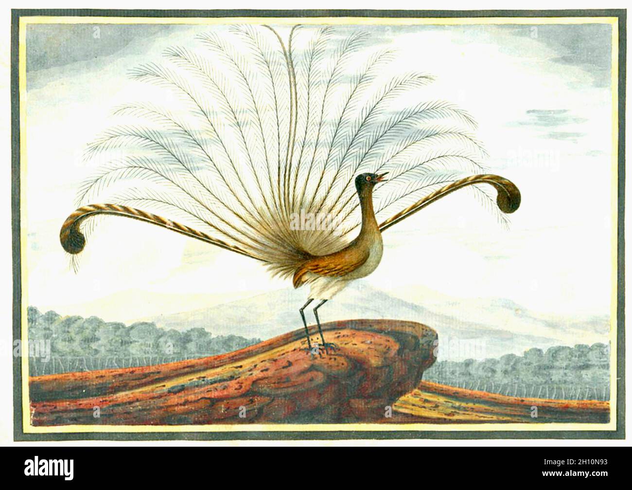 Lyrebird by Convict artist Richard Browne - 1813 Stock Photo - Alamy