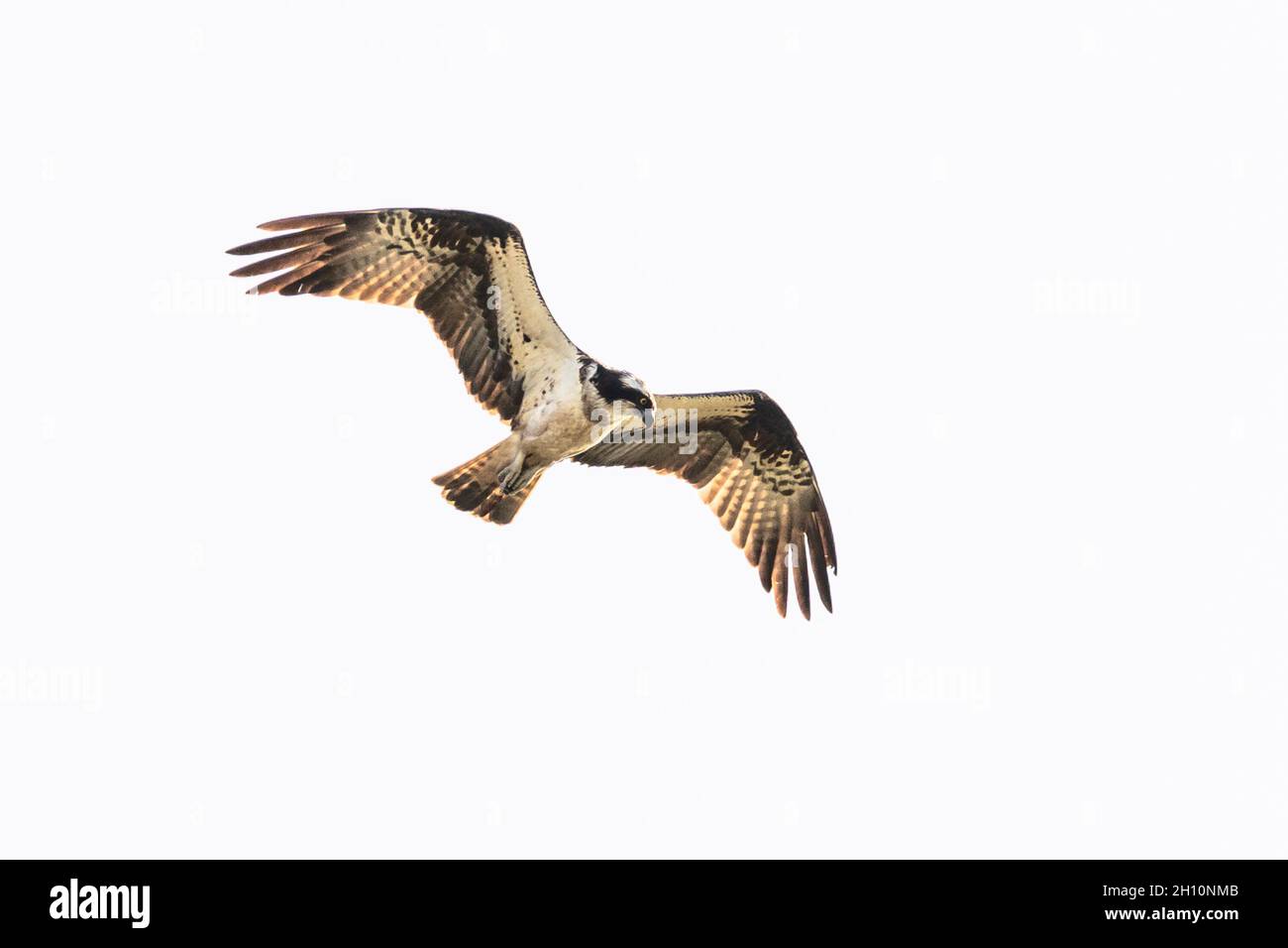 Sky flying fish Cut Out Stock Images & Pictures - Alamy