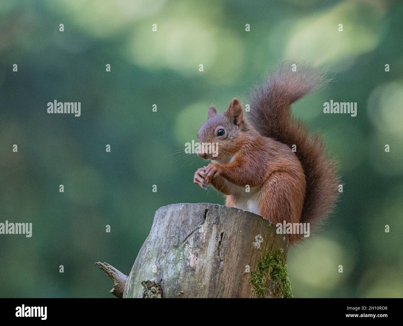 A wild Red Squirrel sitting in its natural environment - Yorkshire, UK ...