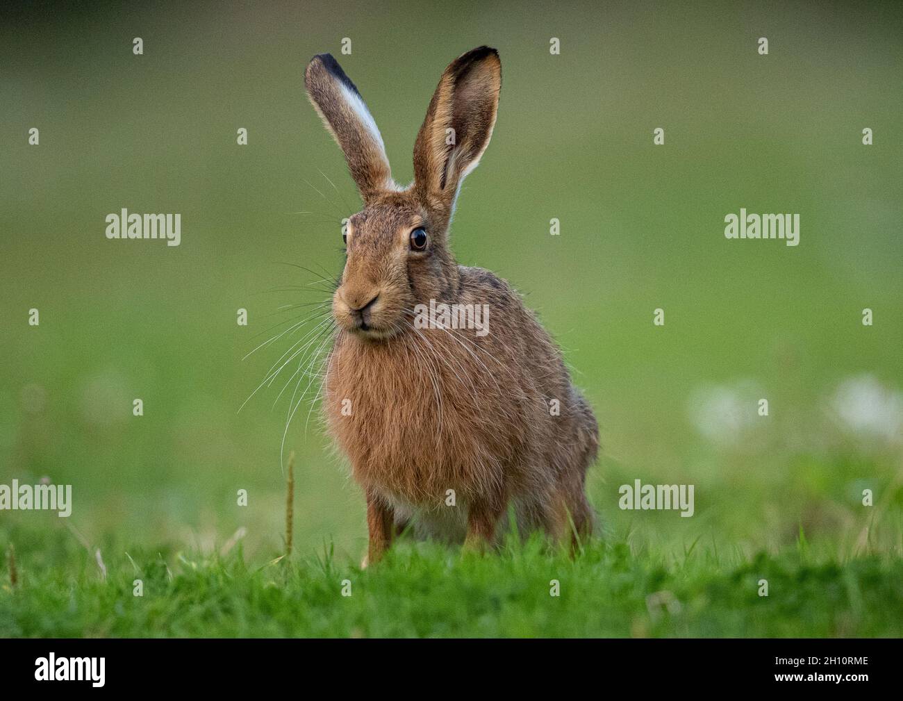A big furry Brown Hare hare looking head on to the camera . Suffolk, UK ...