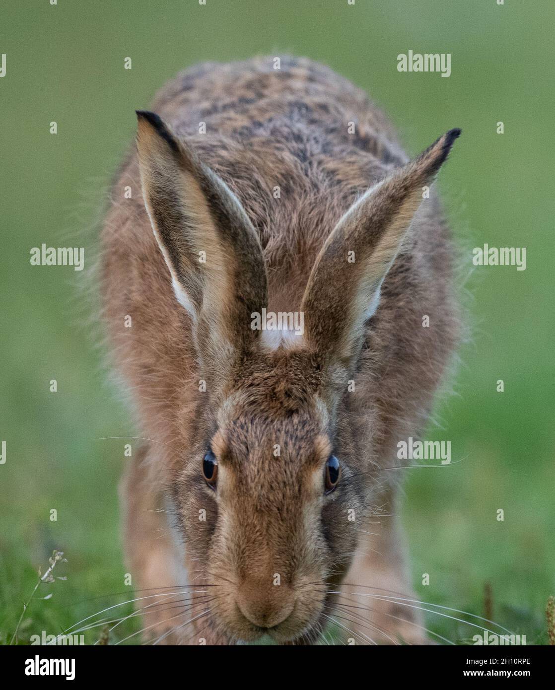Towards nose hi-res stock photography and images - Alamy