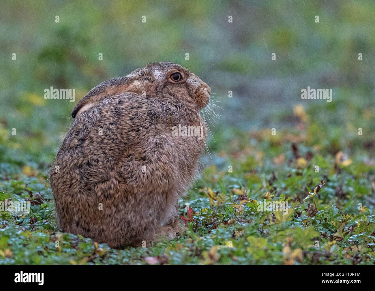 Cold, wet and miserable - A Brown Hare in the pouring rain . Suffolk Uk ...