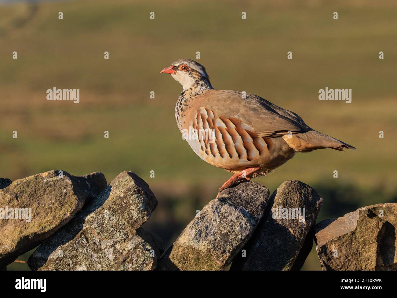 A French Red Legged Partridge on a dry stone wall with the Yorkshire ...