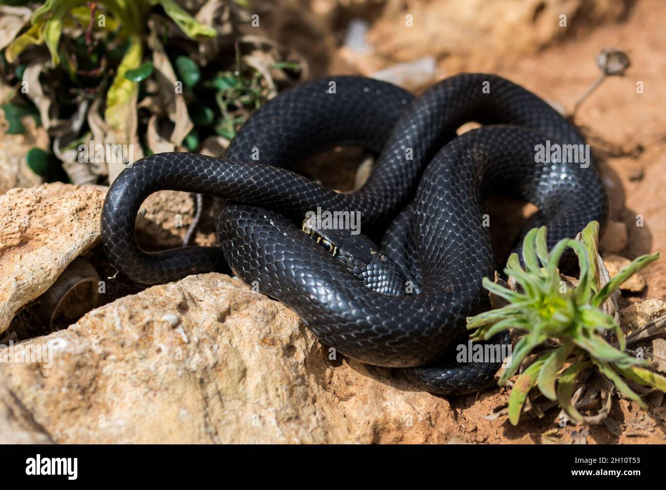 Maltese snakes hi-res stock photography and images - Alamy