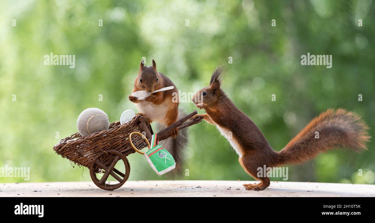 red squirrel are standing with tennis tools on an wheelbarrow Stock ...