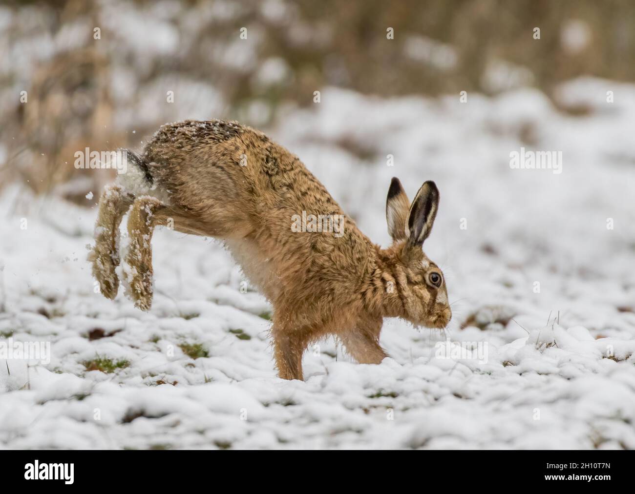 A Brown Hare jumping in the winter snow in woodland , Suffolk, UK Stock ...
