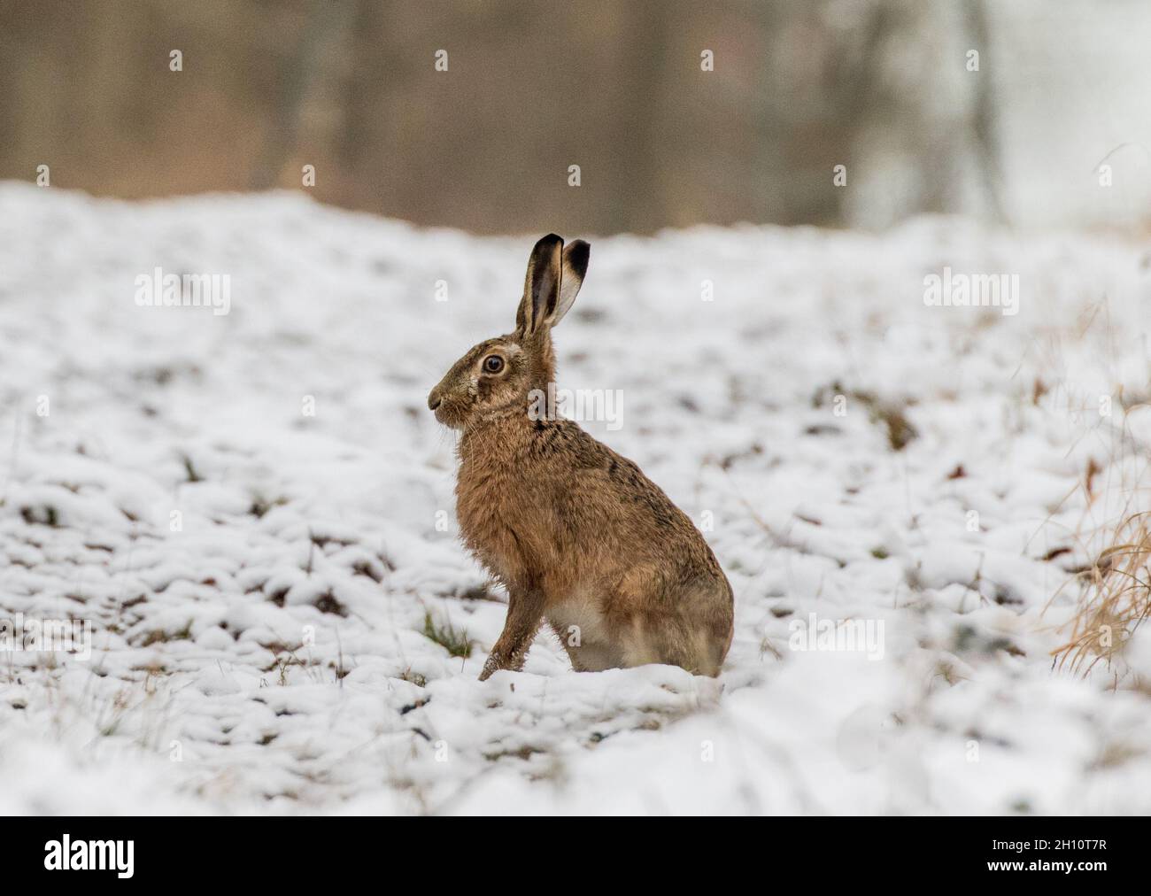 A Brown Hare sitting in the winter snow in woodland , Suffolk, UK Stock ...