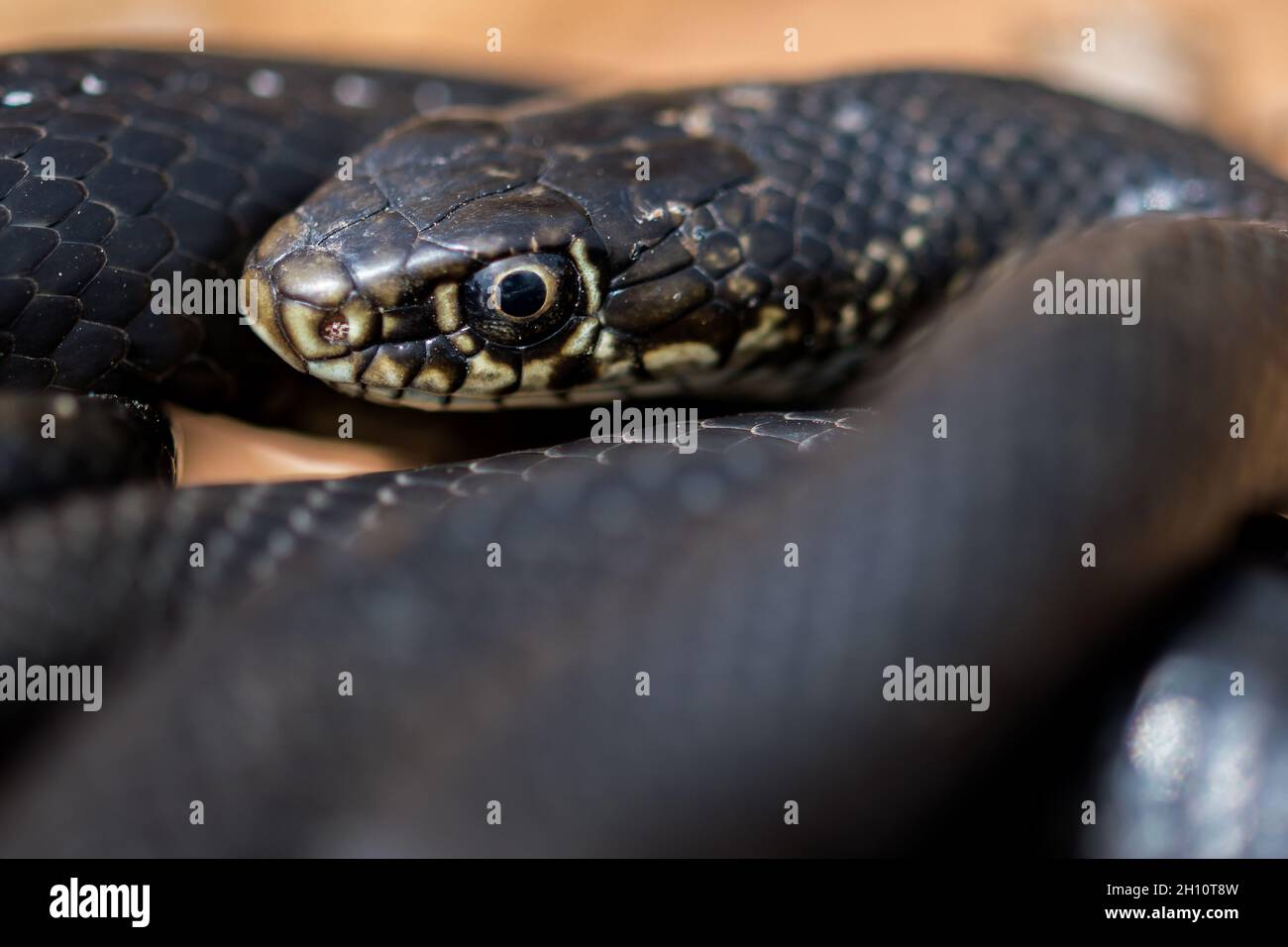 Maltese snakes hi-res stock photography and images - Alamy