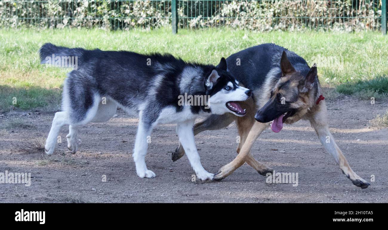 2 dogs playing in an off-leash park Stock Photo - Alamy