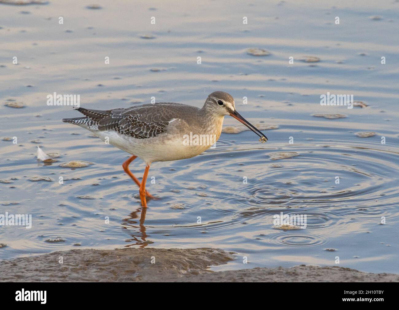A Spotted Redshank (Tringa erythropus) with a small fish in its natural ...