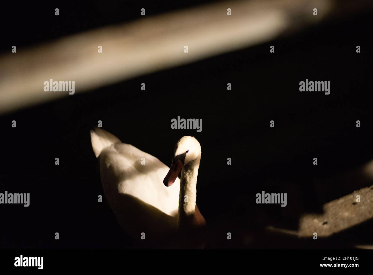 Feathers and fur hi-res stock photography and images - Alamy