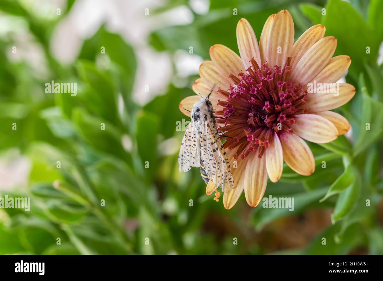 Wood Leopard Moth, Zeuzera pyrina, white moth with black spots resting ...