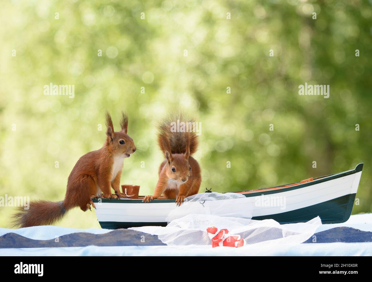 red squirrels are standing in a fishing boat Stock Photo - Alamy