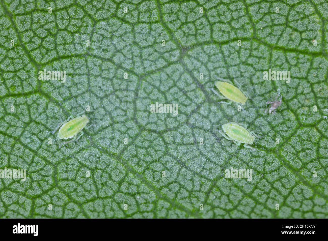 Almond pest hi-res stock photography and images - Alamy