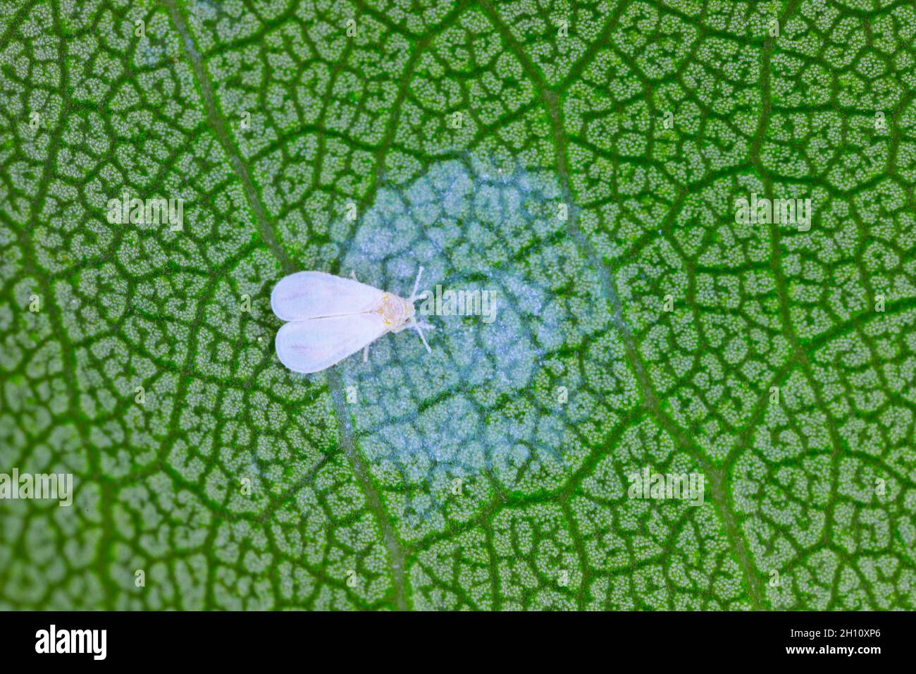 The ash whitefly, Siphoninus phillyreae (latin name), a pest of ...