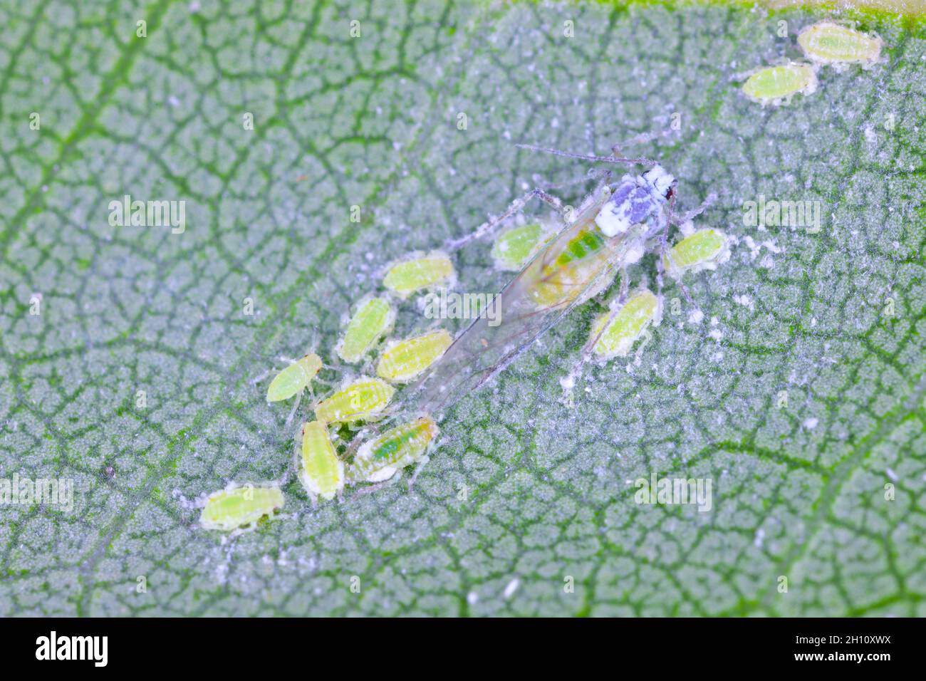 Colony of the mealy plum aphids, Hyalopterus pruni, pest of Prunus ...