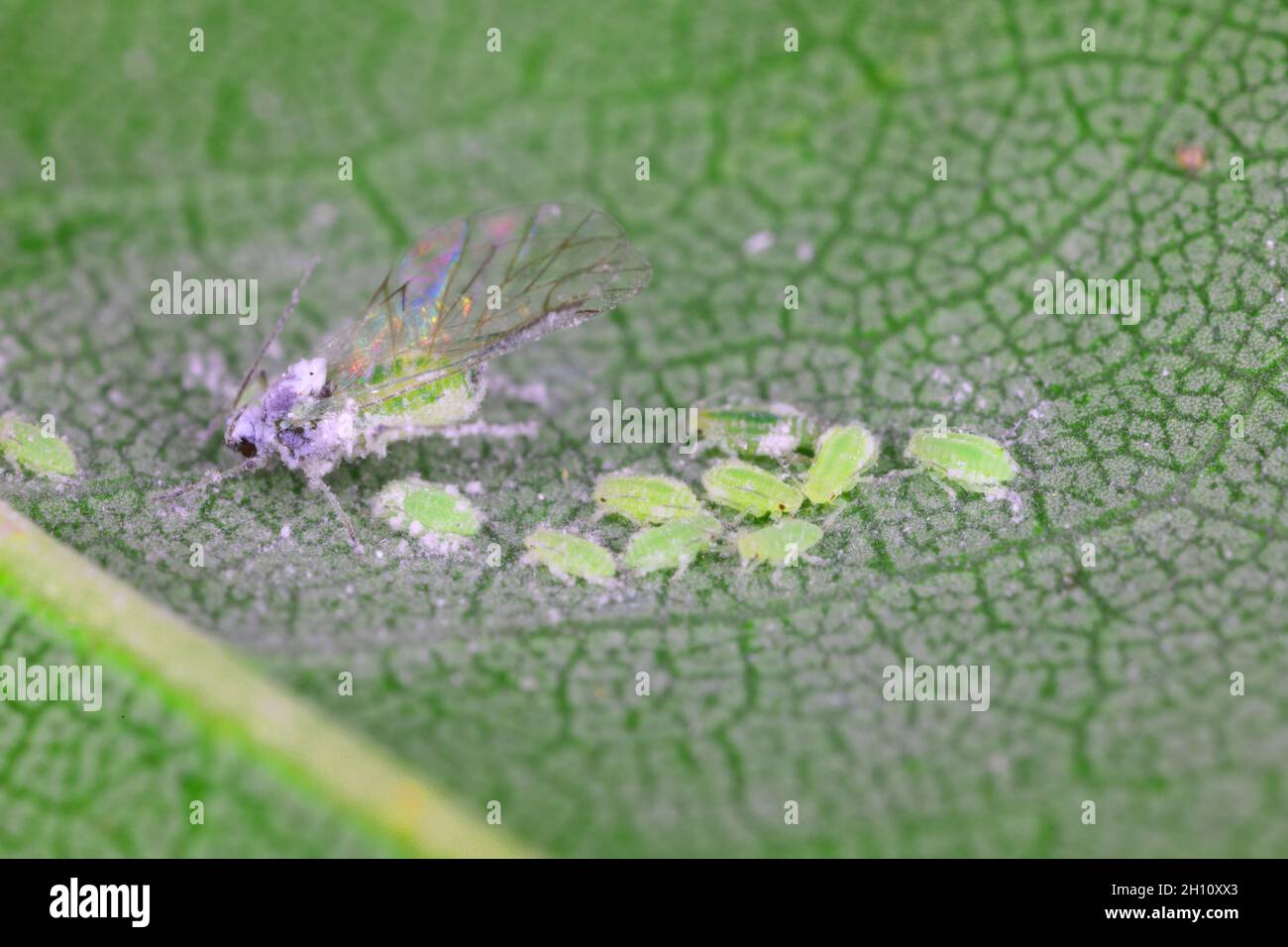 Colony of the mealy plum aphids, Hyalopterus pruni, pest of Prunus ...
